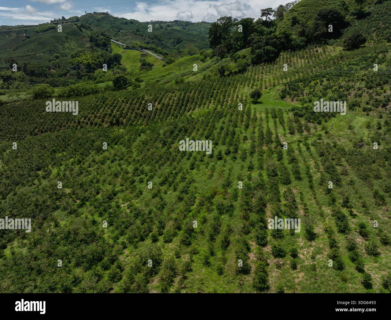 Lush green hillside with rows of crops under a partly cloudy sky ...