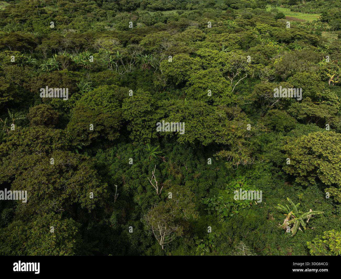 Aerial view of lush green tropical forest canopy with dense vegetation ...