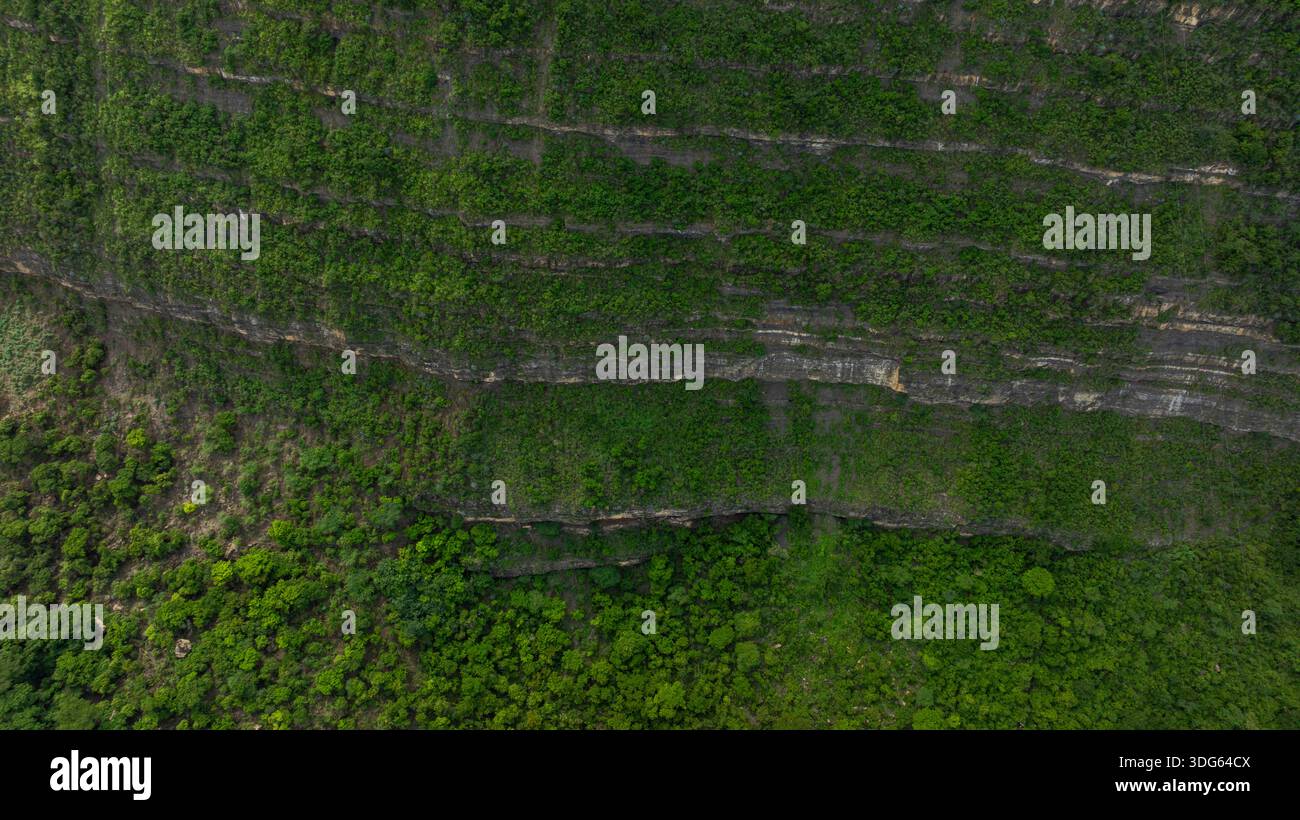 Aerial view of a steep, lush green terraced landscape covered in dense ...