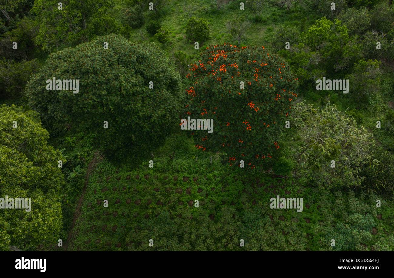 Aerial view of lush green landscape with two large trees, one covered ...