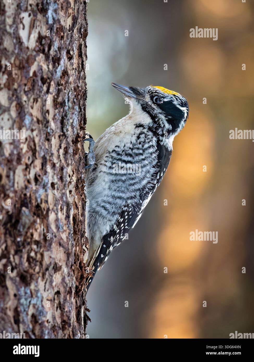 Woodpecker on a tree trunk with blurred autumnal background in warm ...