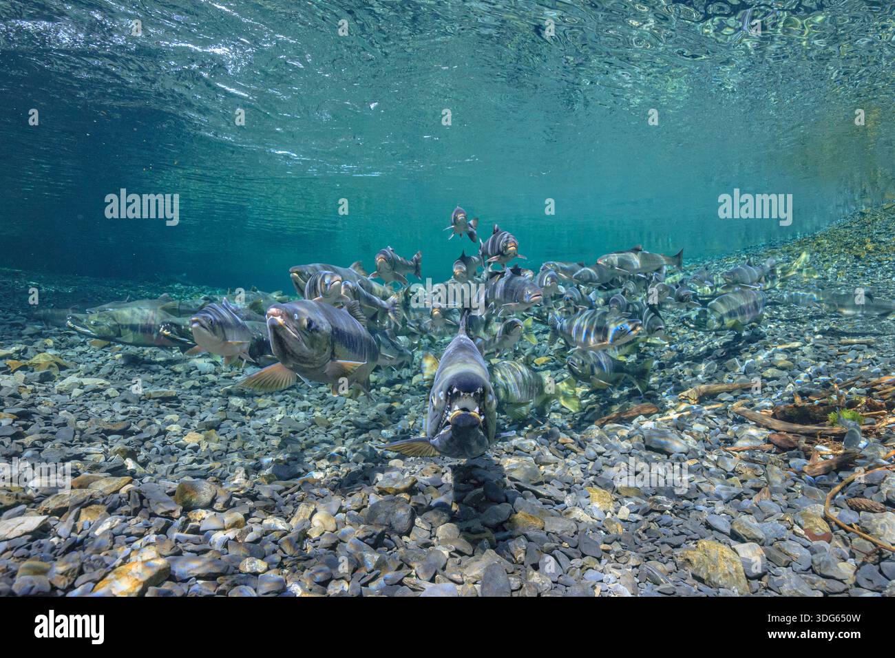 School of fish swimming in clear blue freshwater with rocky riverbed ...