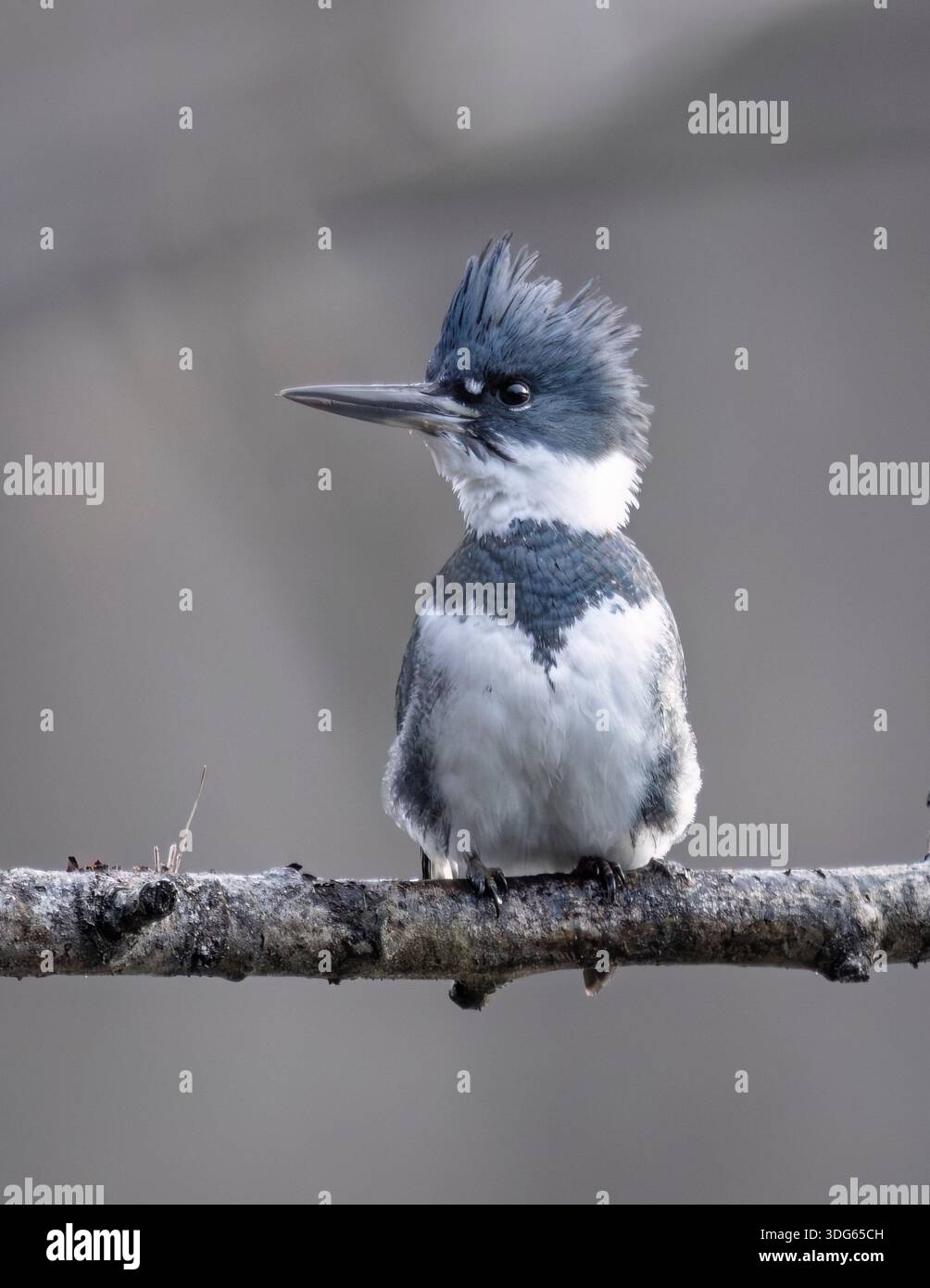 Belted kingfisher perched on a branch against a blurred gray background ...