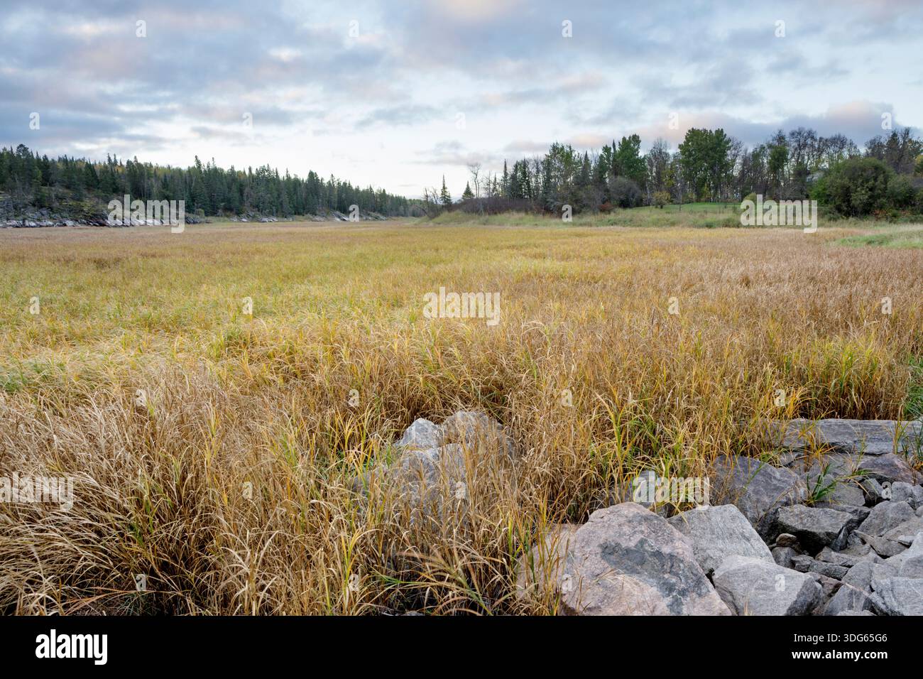 Lush grassy field with stones under a bright sky, bordered by a ...