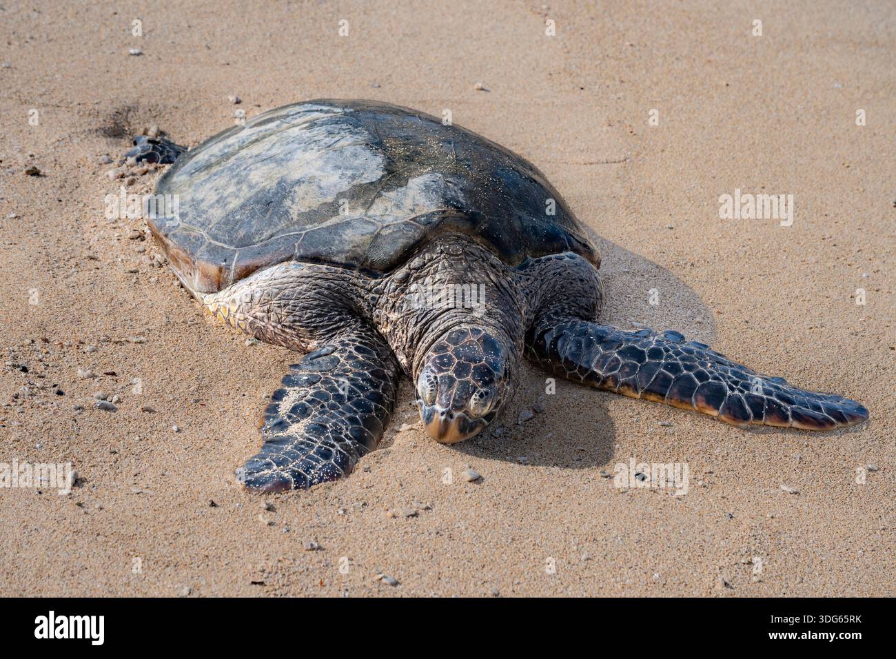 Sea turtle resting on sandy beach with detailed shell and flippers ...