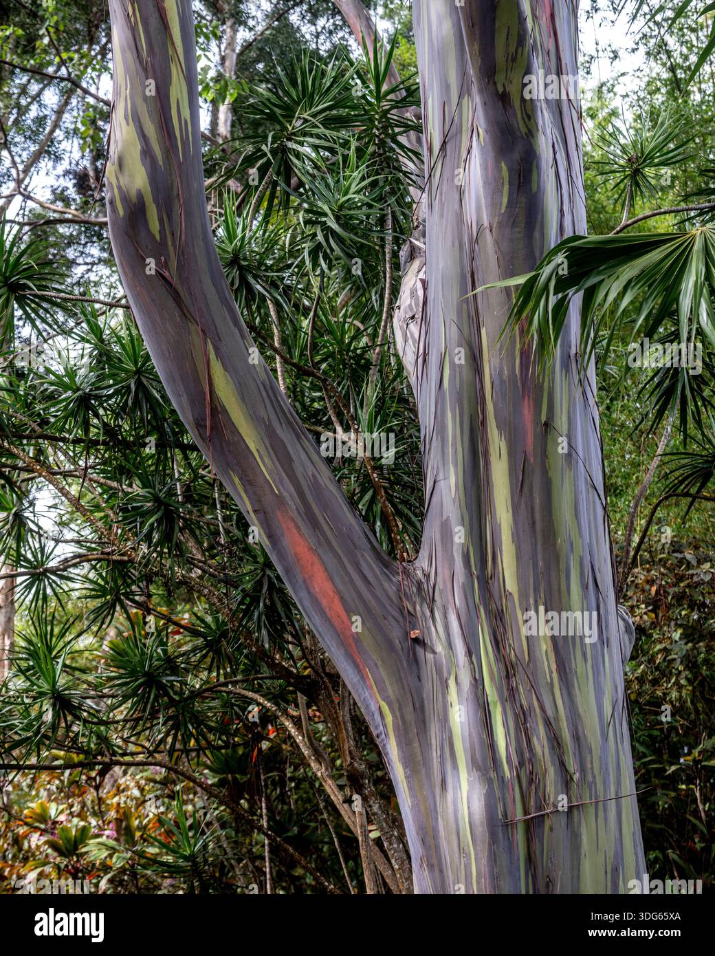Colorful trunk of a eucalyptus tree surrounded by lush green foliage in ...