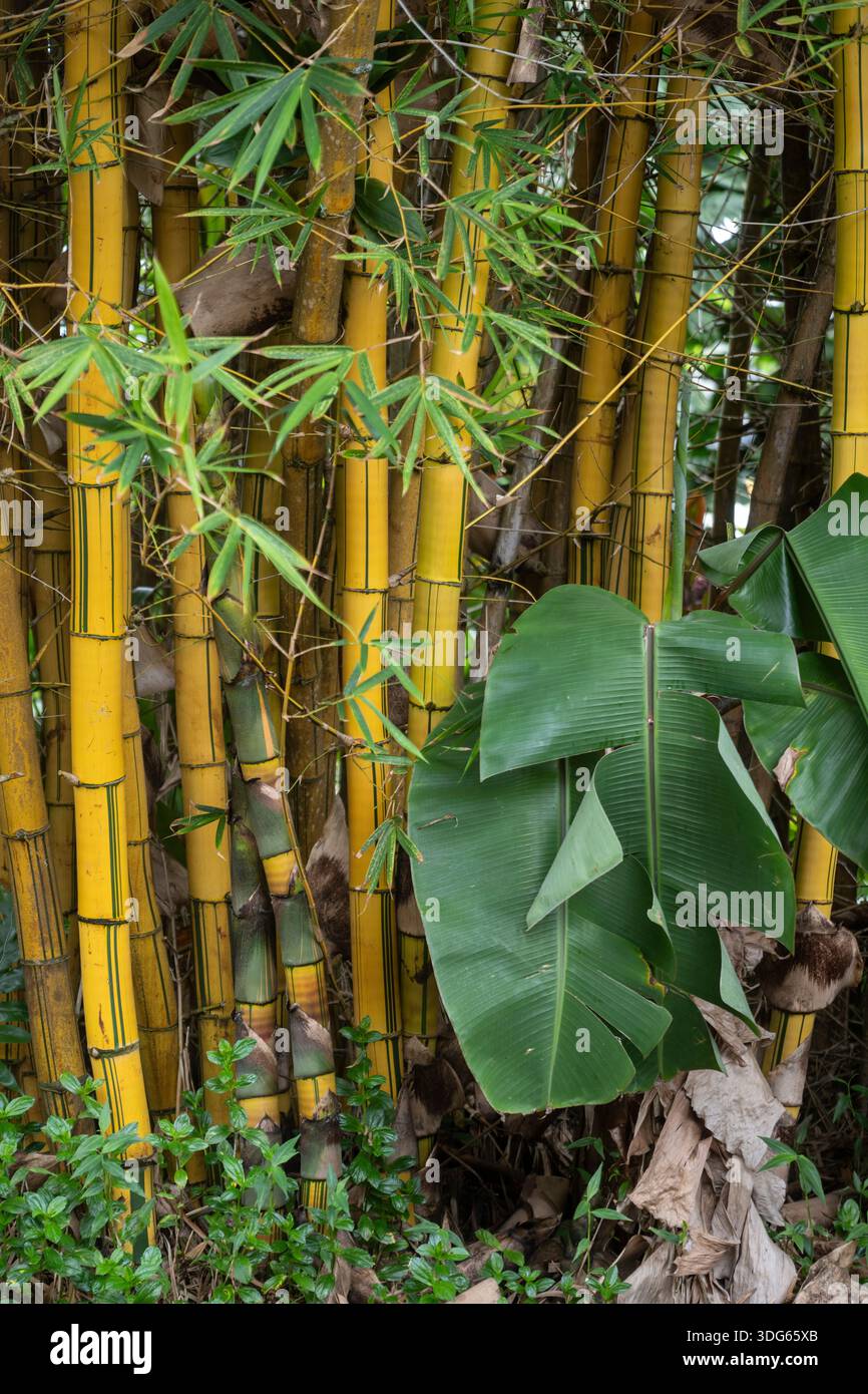Dense cluster of yellow bamboo stalks with lush green leaves in a ...