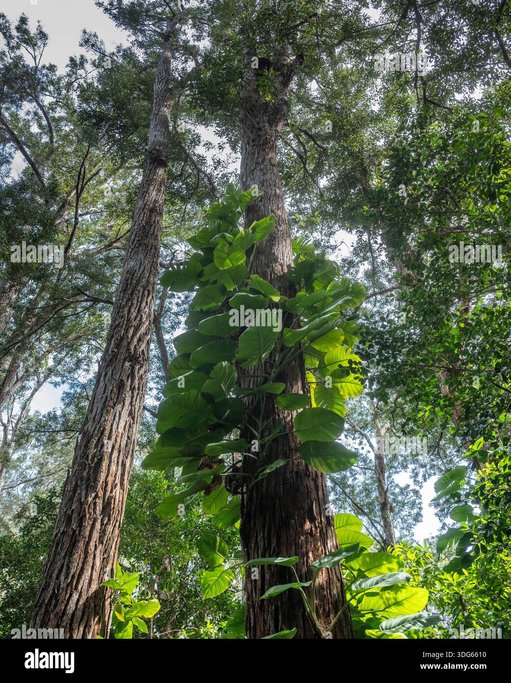 Tall trees under a bright sky with lush green foliage climbing the ...