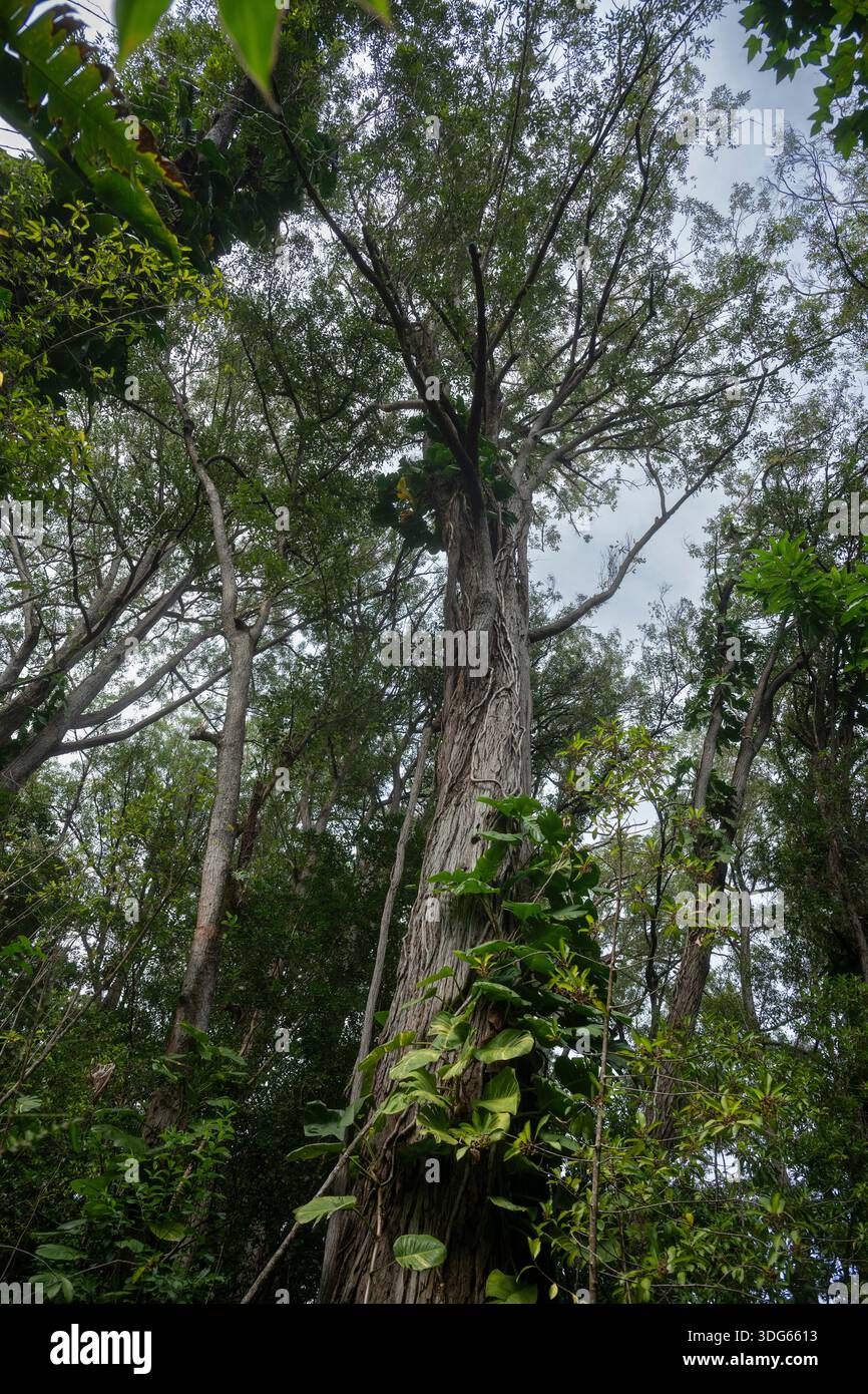 Towering trees in a lush, dense forest with green foliage and climbing ...