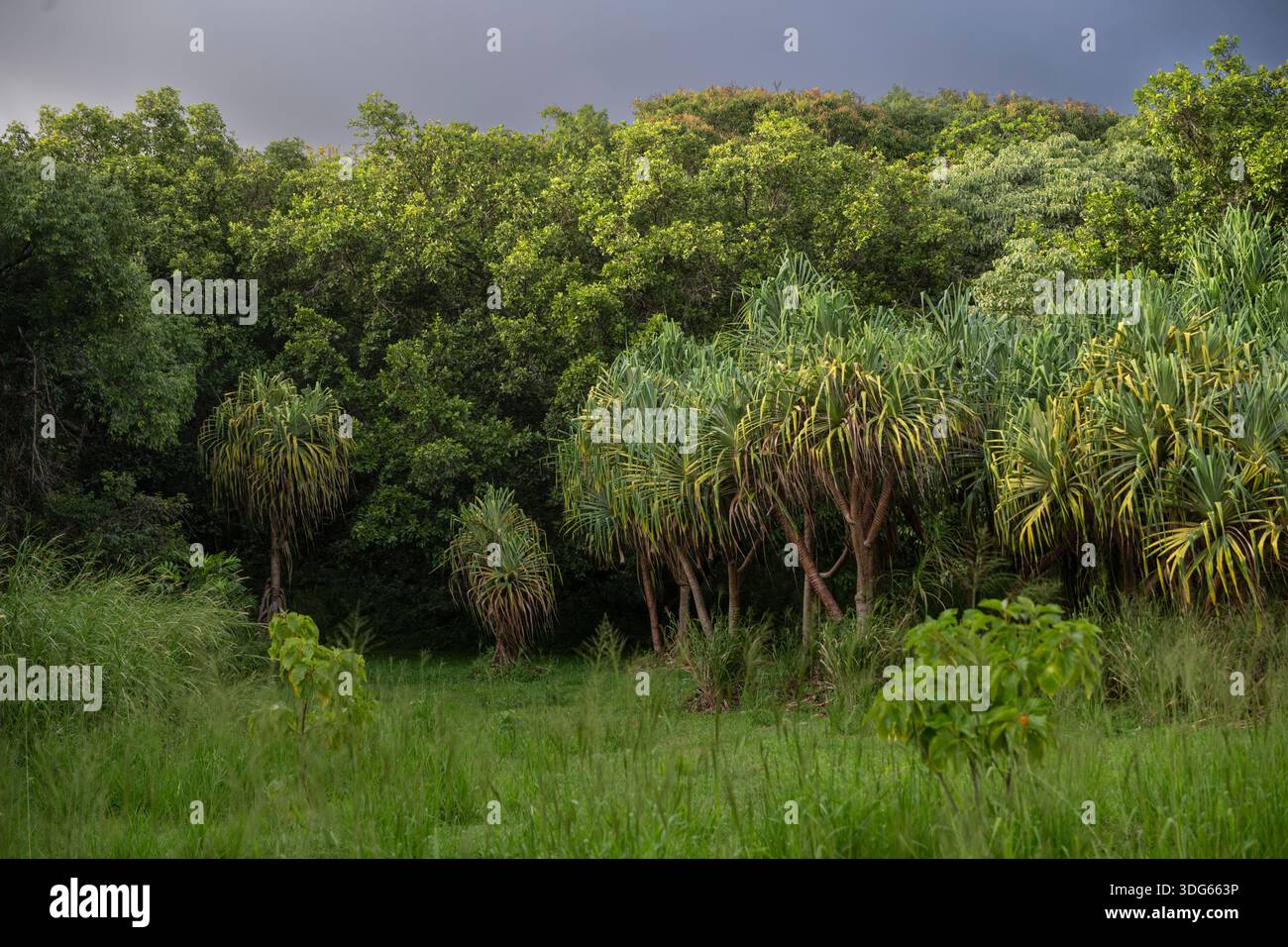 Dense green forest with unique palm-like trees in a lush, grassy ...