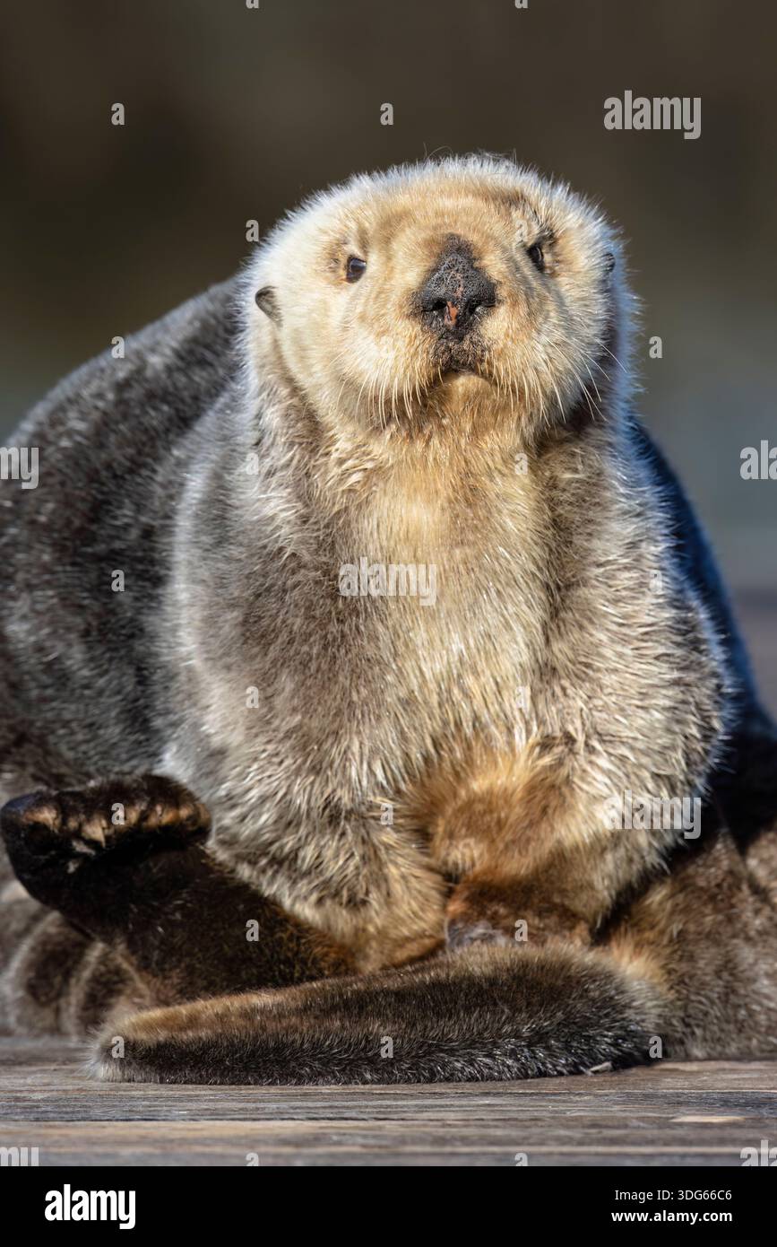 Close-up of a sea otter with a fluffy coat and dark eyes, sitting on a ...