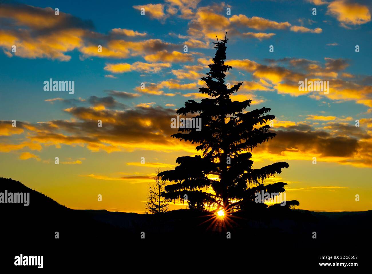 Silhouette of a pine tree against a vibrant sunset with colorful clouds ...