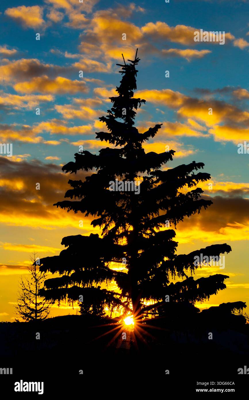 Silhouette of a pine tree against a golden sunset with scattered clouds ...