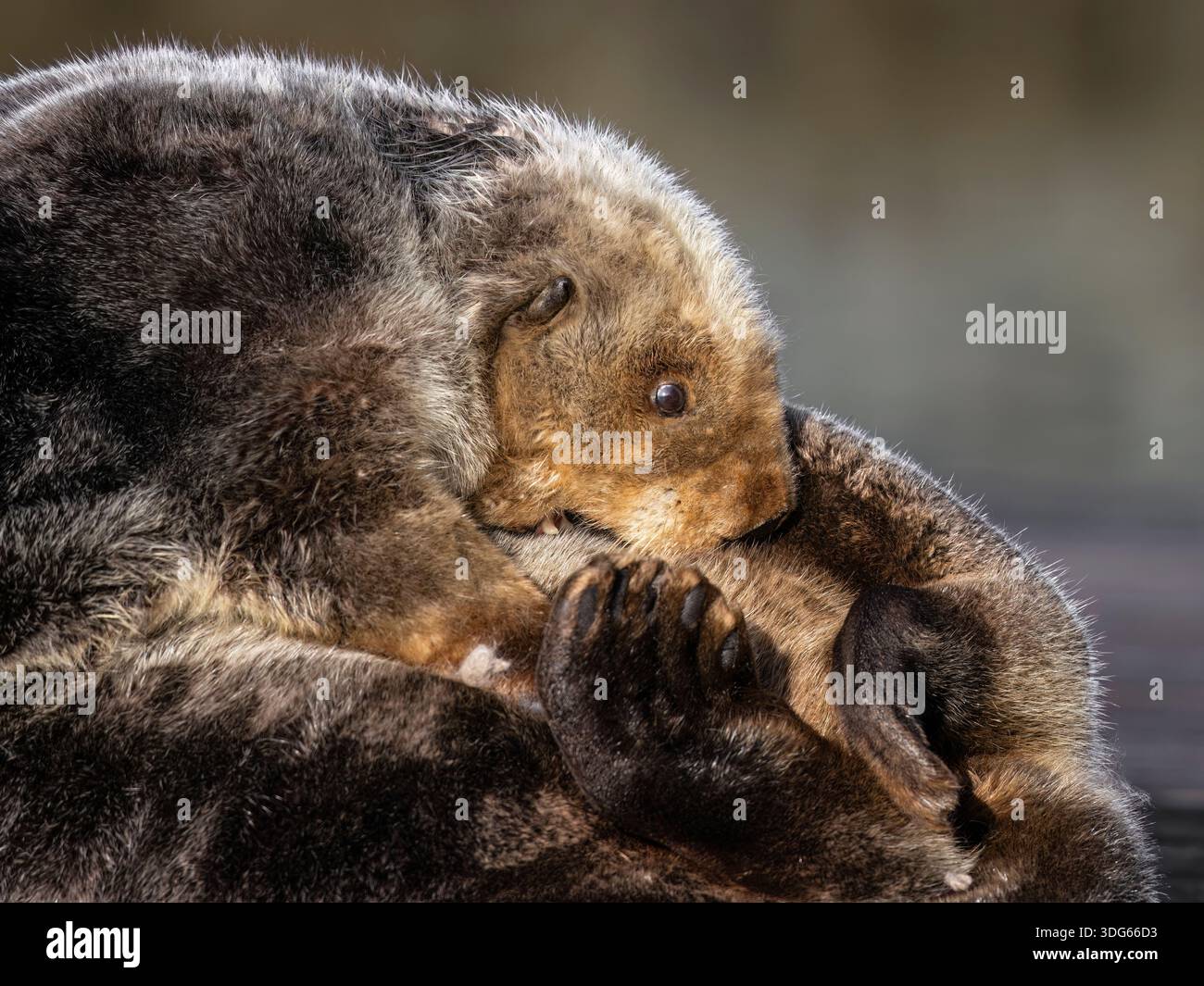 Two otters cuddling together on a soft, natural background. Seward ...