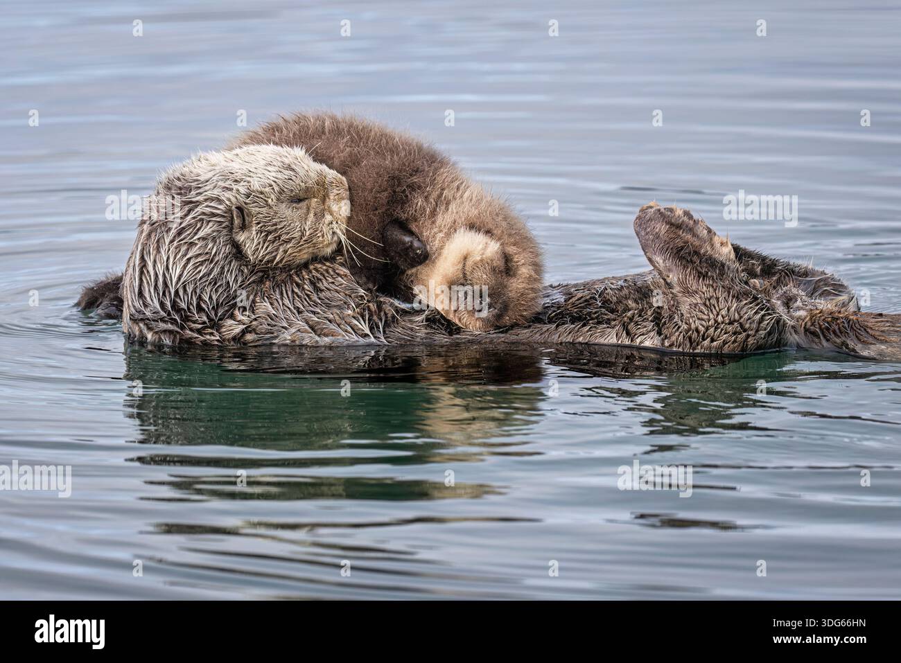 Sea otter mother and pup floating calmly on blue water surface, displaying serene bonding ...