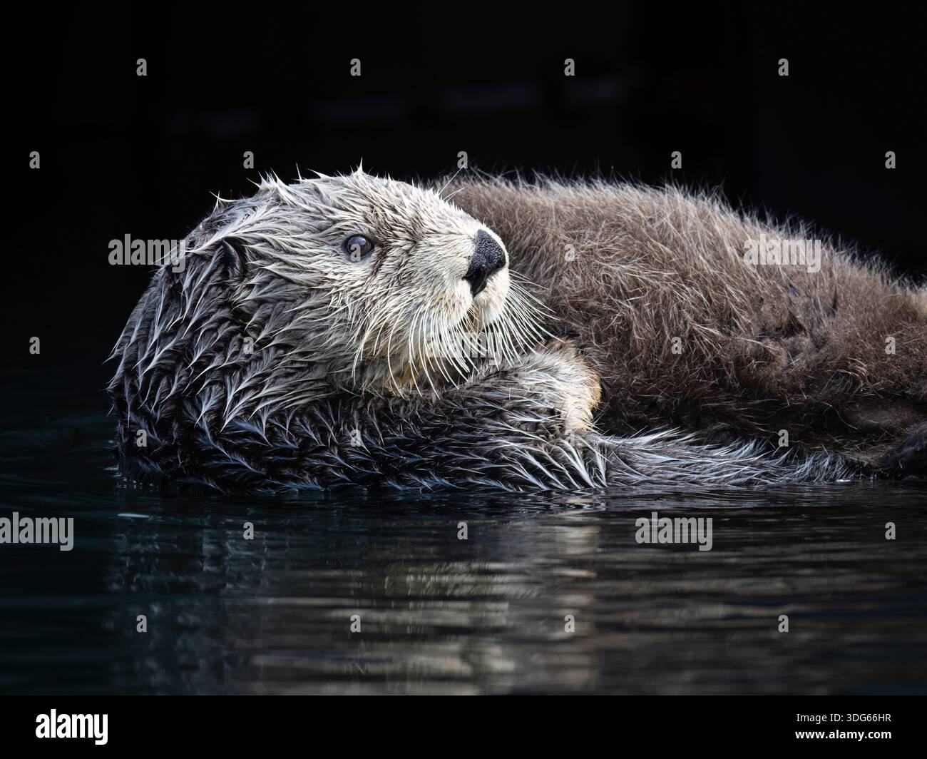 A sea otter floats on its back in dark water, showcasing its dense, wet ...