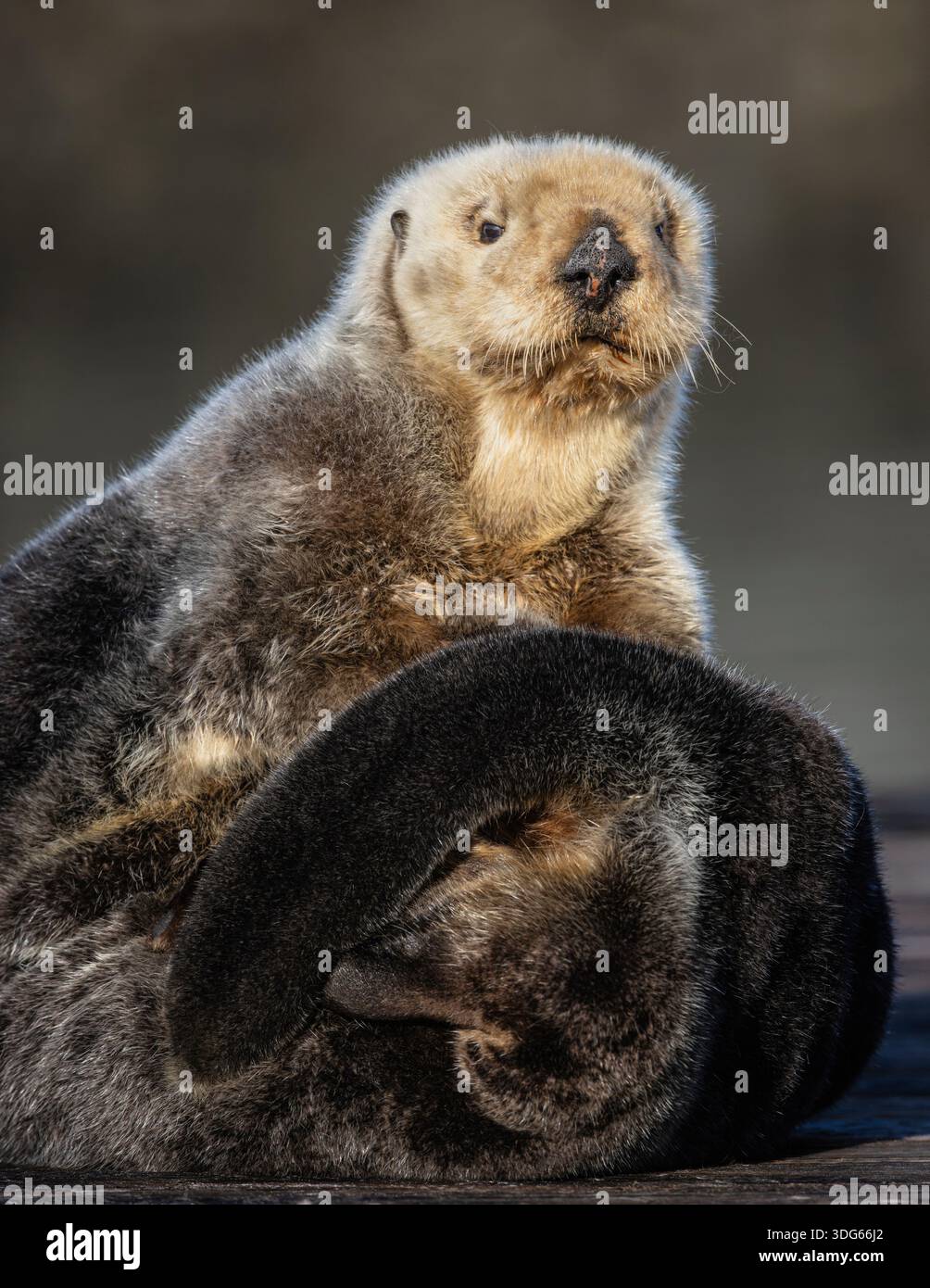 Two sea otters rest together on a rock with one looking towards the ...
