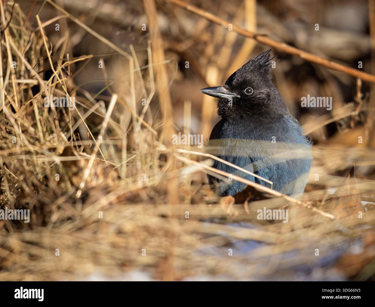 Bright blue bird, Steller's Jay, with a crested head sits among dry ...