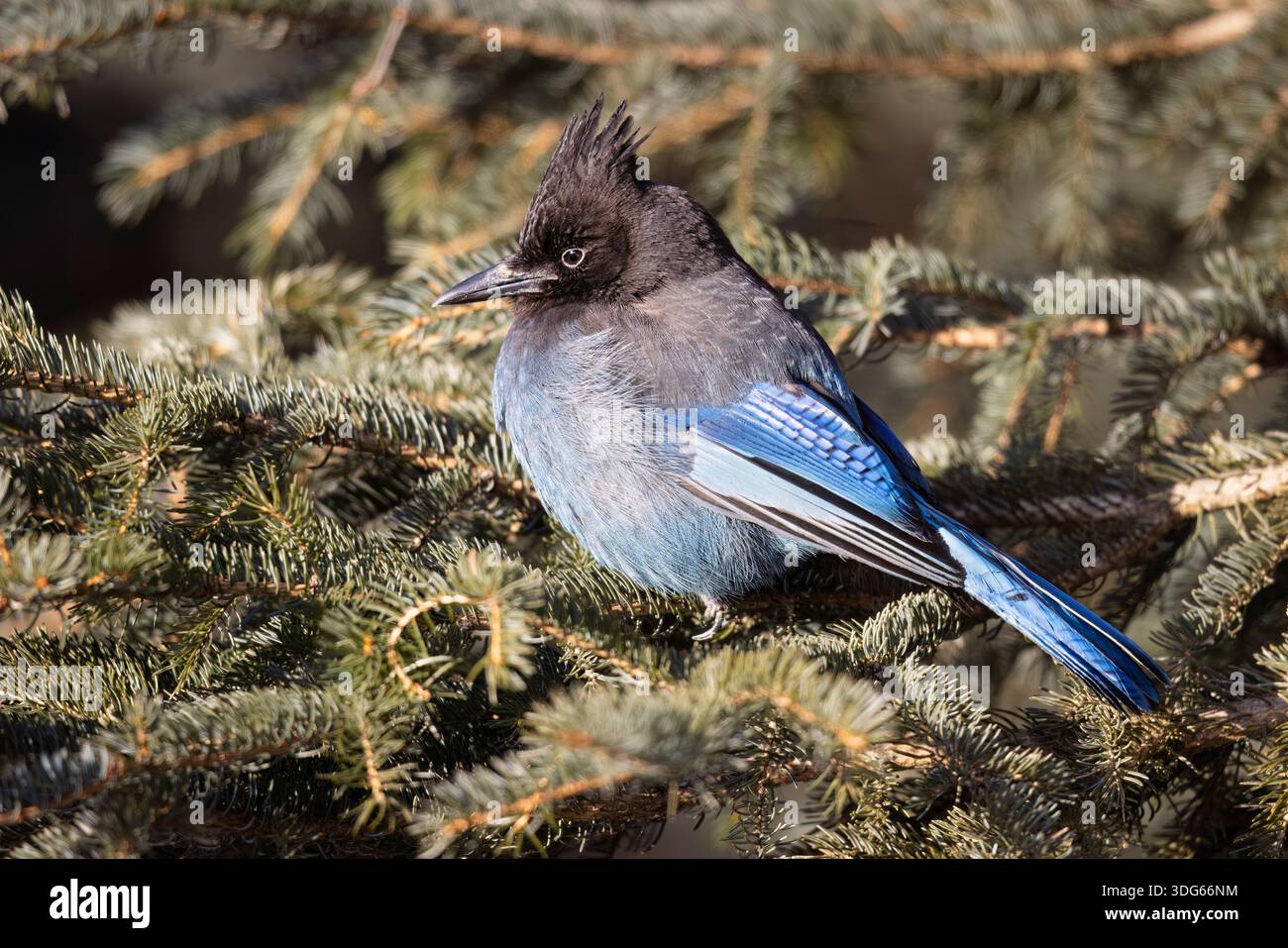 Blue and black Stellar's jay perched on a pine tree branch in a forest ...