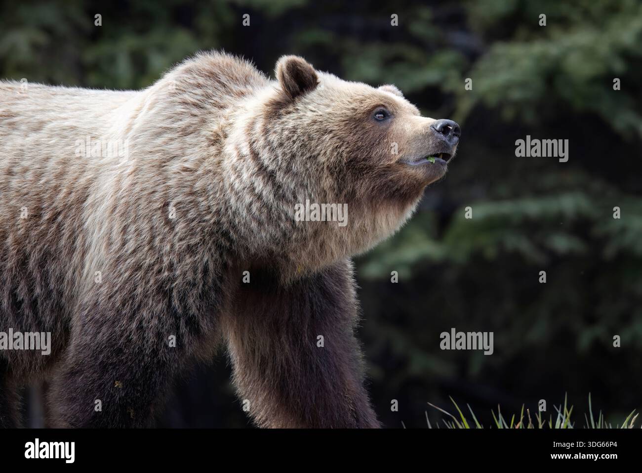 A grizzly bear walking through a forest with its head turned slightly ...