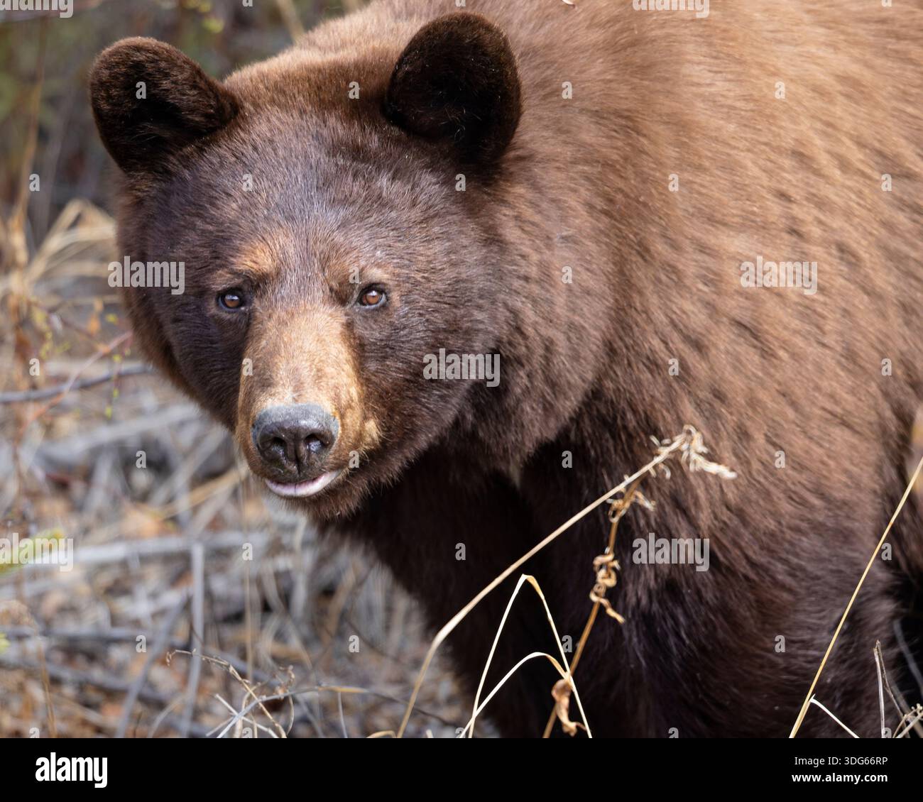 Large Brown or Cinnamon color-phase Black Bear (Ursus Americanus ...