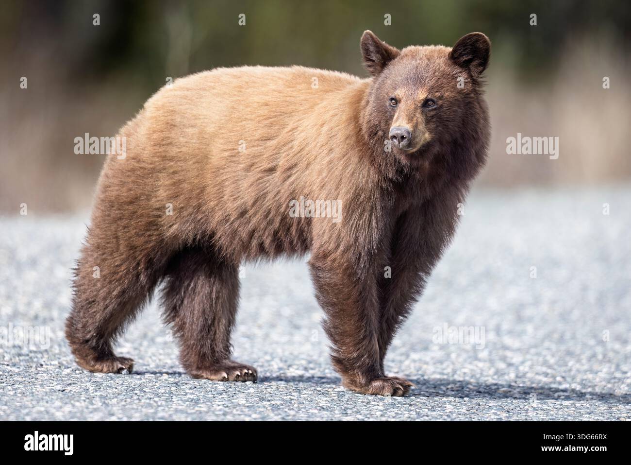 Brown or Cinnamon color-phase Black Bear (Ursus Americanus) stands ...