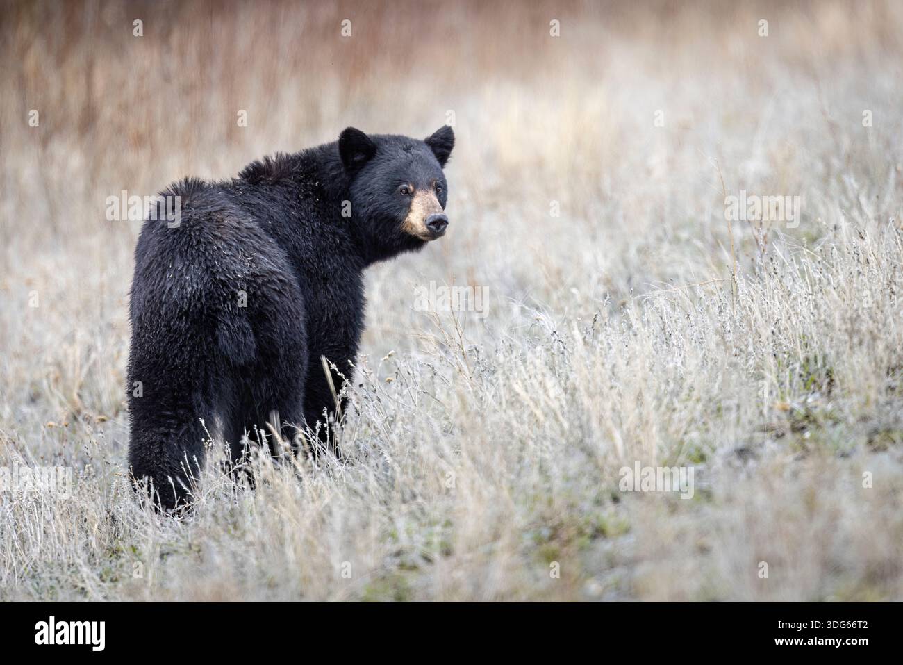 Black bear stands in a grassy field, glancing back over its shoulder ...