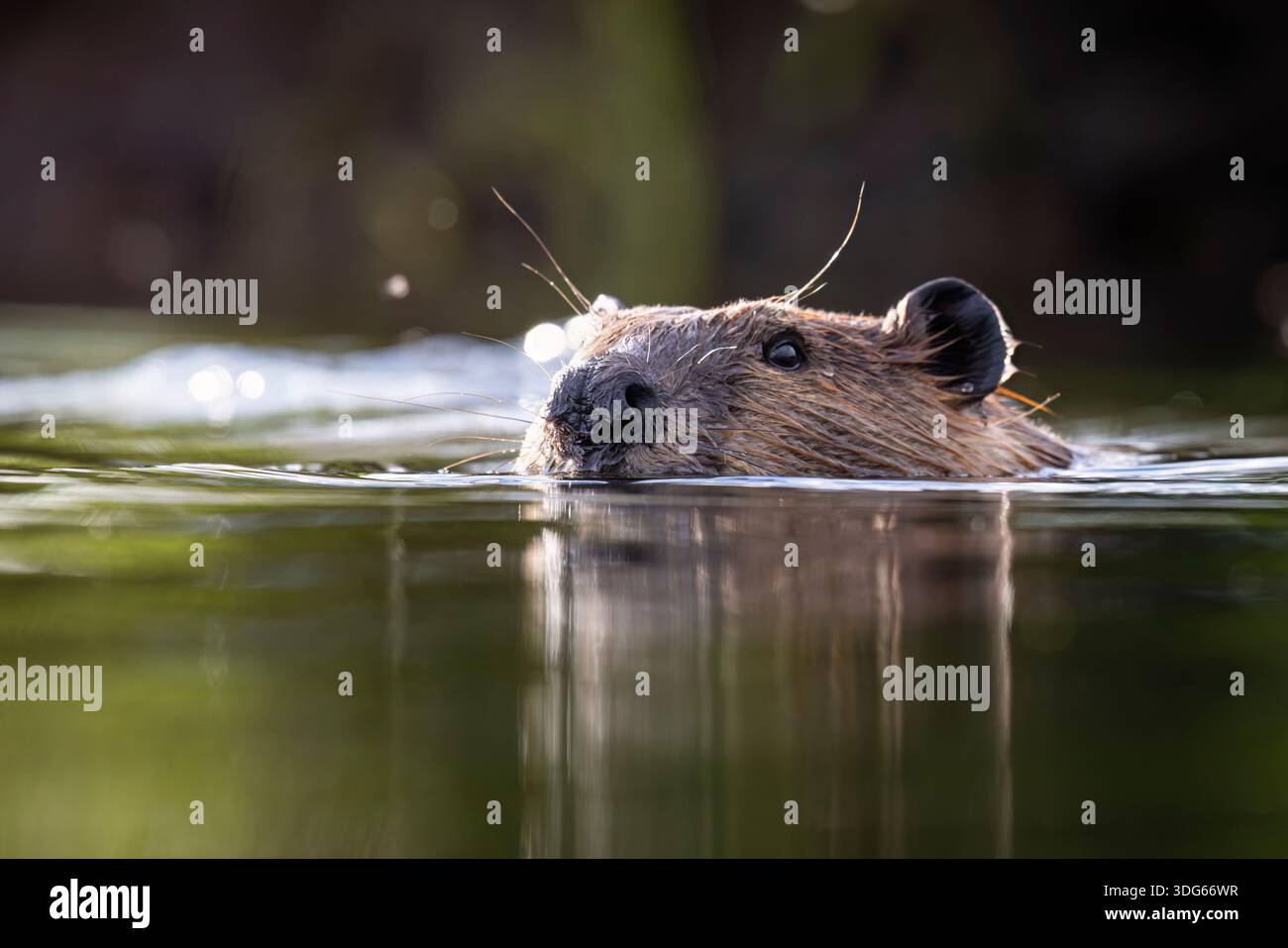 Beavers head peeks out of calm water with serene reflections and soft ...