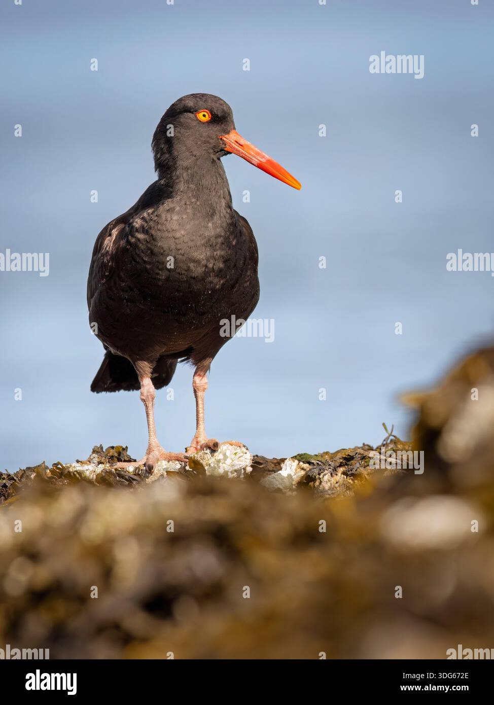 Black oystercatcher with bright orange bill stands on rocky shore ...