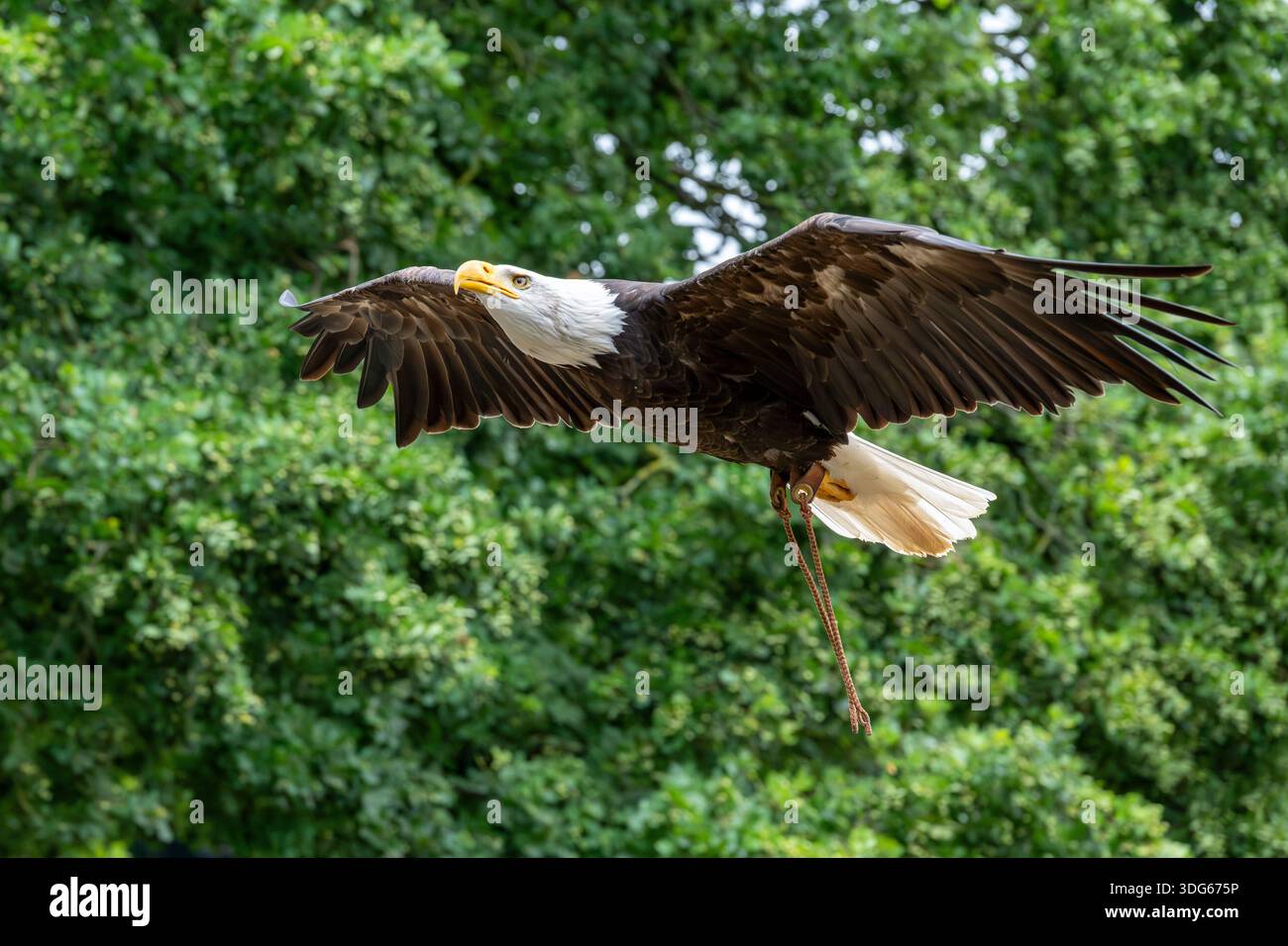 Bald eagle soaring against a lush green forest backdrop. Warwickshire ...