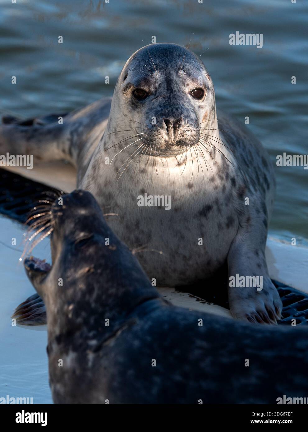 14 January 2026, Schleswig-Holstein, Friedrichskoog: The seals Frötzi ...