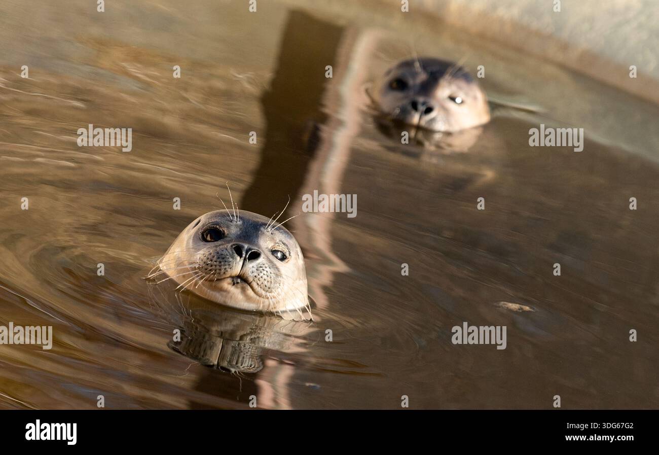 14 January 2026, Schleswig-Holstein, Friedrichskoog: Two gray seals ...