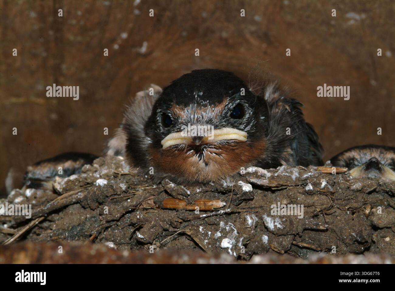 Nest of a fledgling baby swallow surrounded by soft nesting materials ...