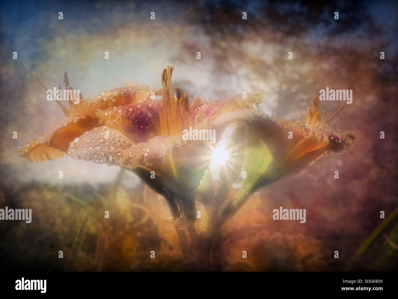 Dew-covered flower with sunlight filtering through petals amid soft ...