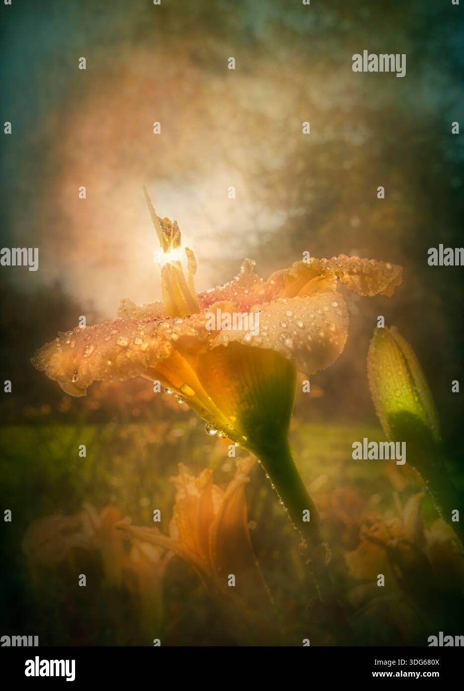 Dew-covered flower glowing under sunlight with a soft, dreamy ...
