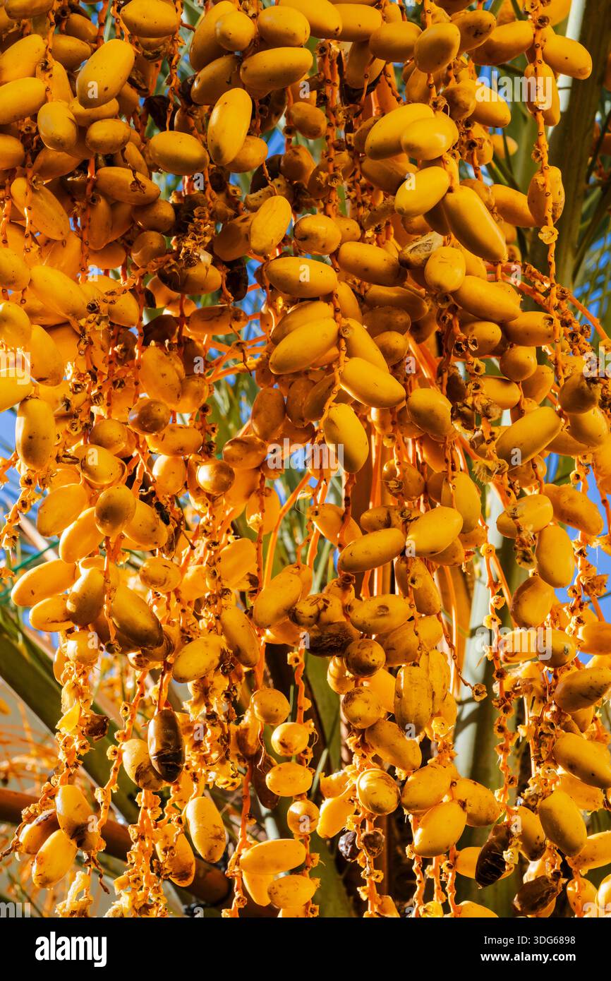 Clusters of bright yellow dates hanging from a palm tree against a blue ...