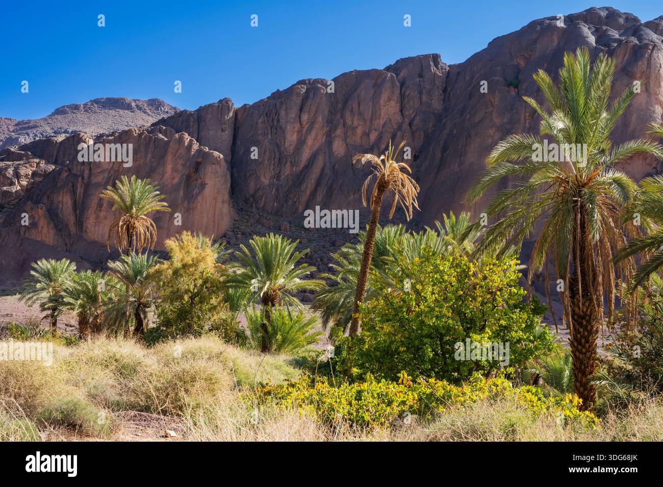 Lush palm trees and rugged mountains under a clear blue sky in a desert ...