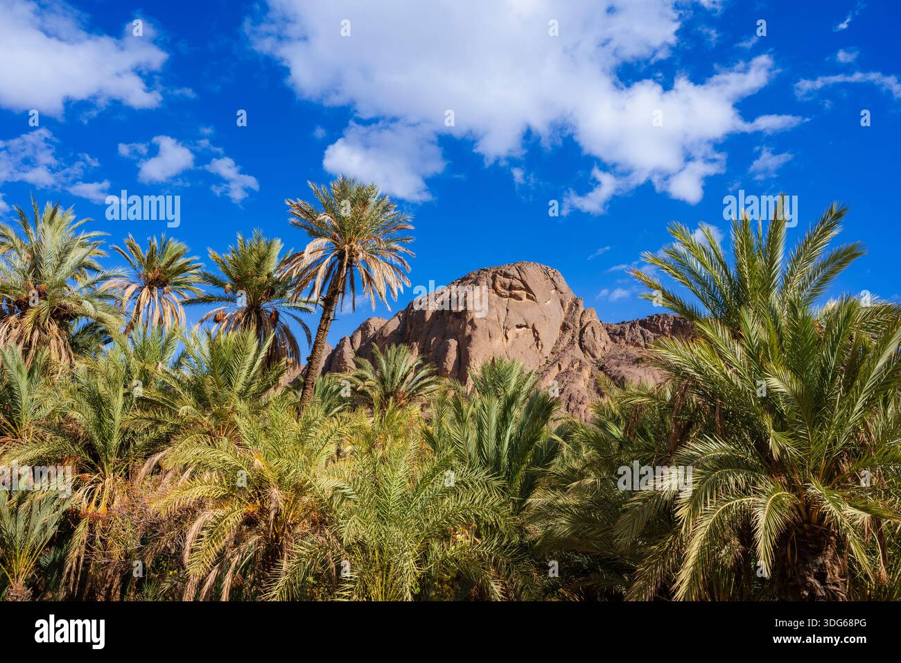 Lush palm trees with a rocky mountain and bright blue sky in the ...