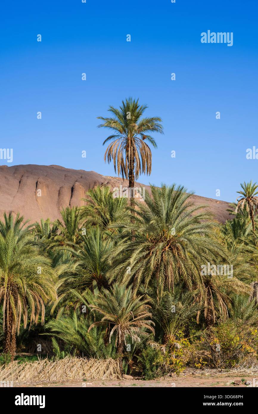 Tall palm trees against a clear blue sky with a mountainous backdrop in ...