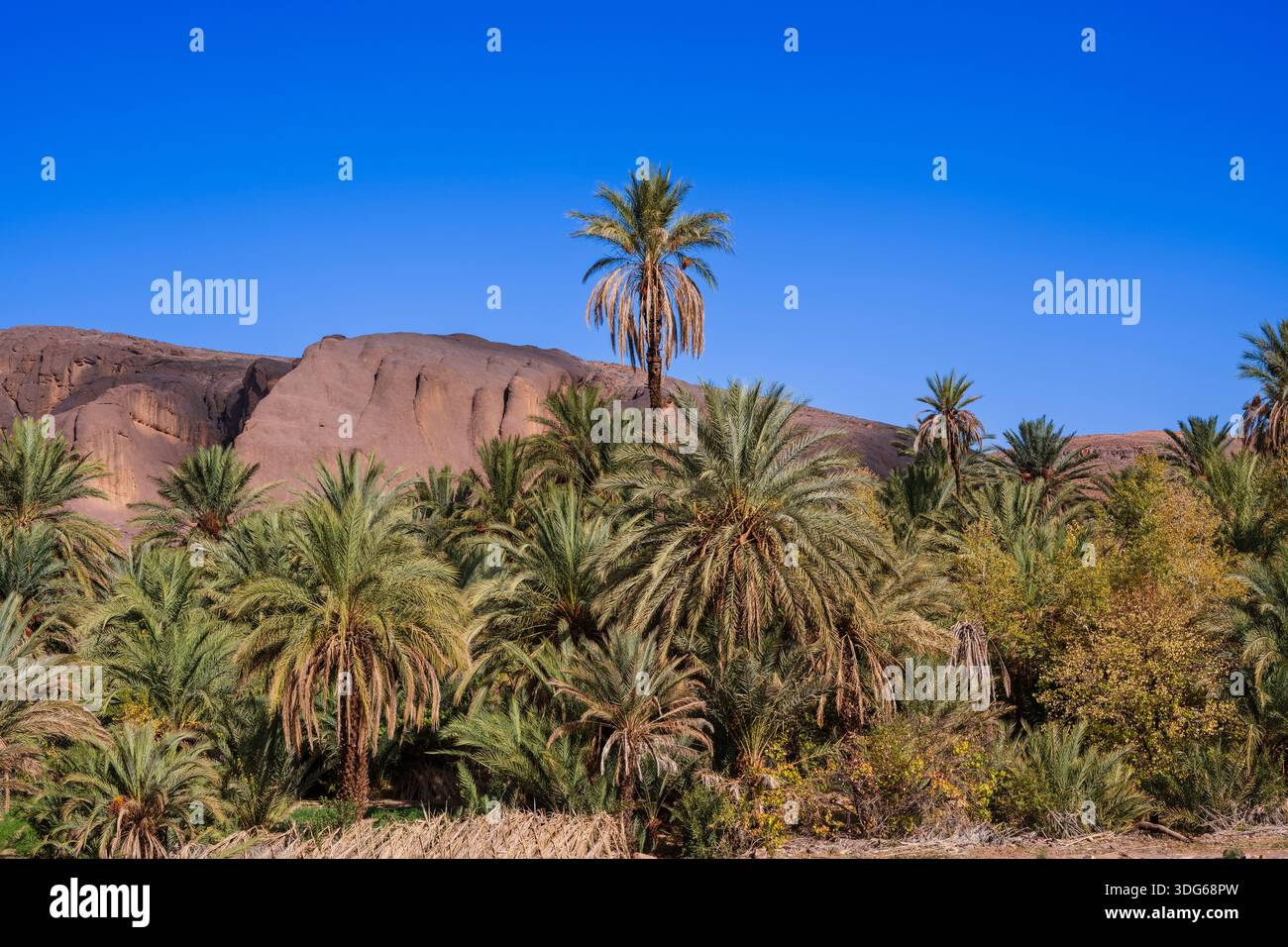 Lush palm trees in a desert oasis against a clear blue sky with rocky ...