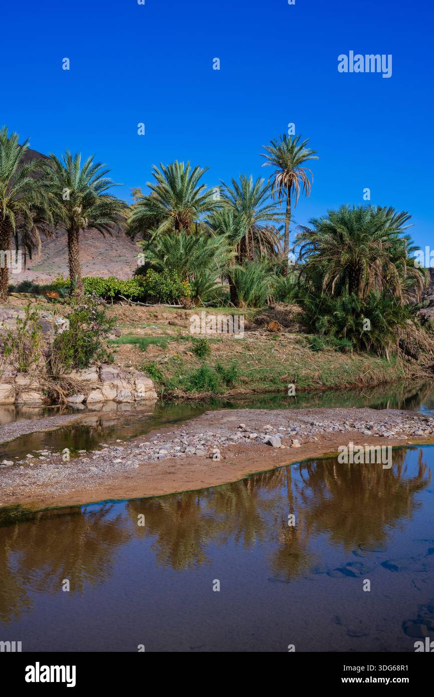 Palm trees reflect in a tranquil river under a clear blue sky in a ...