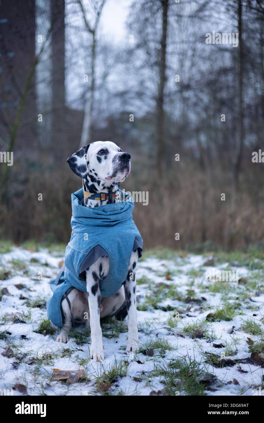 A dalmation dog with a coat sitting in a snowy patch of grass Stock ...