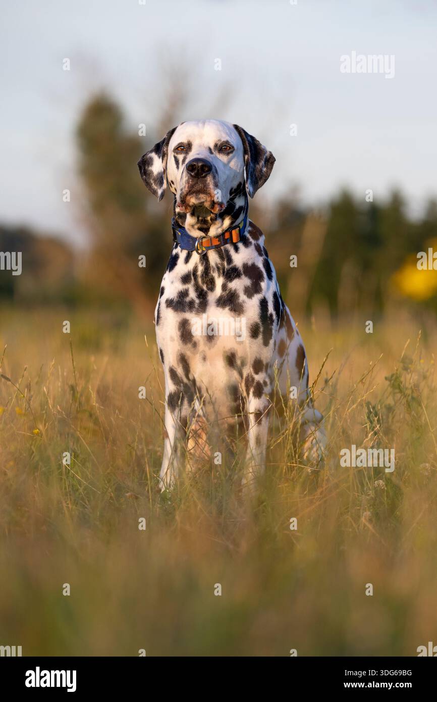 A dalmatian dog sitting in a grassy field with golden hour light against a soft out of focus ...