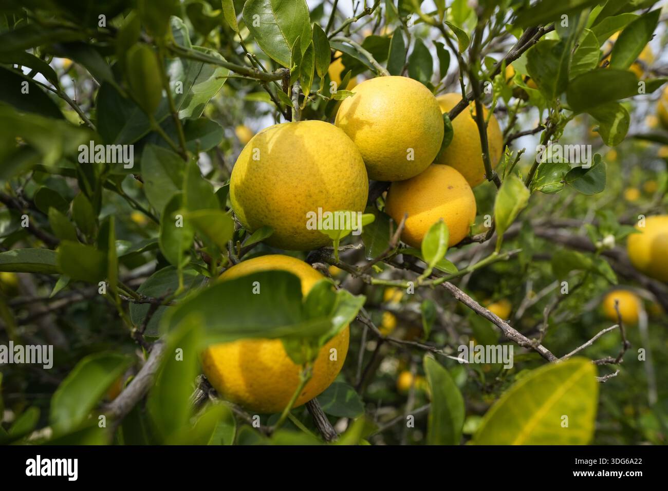 Oranges hand on a tree Wednesday, Jan. 14, 2026, in Lake Wales, Fla ...