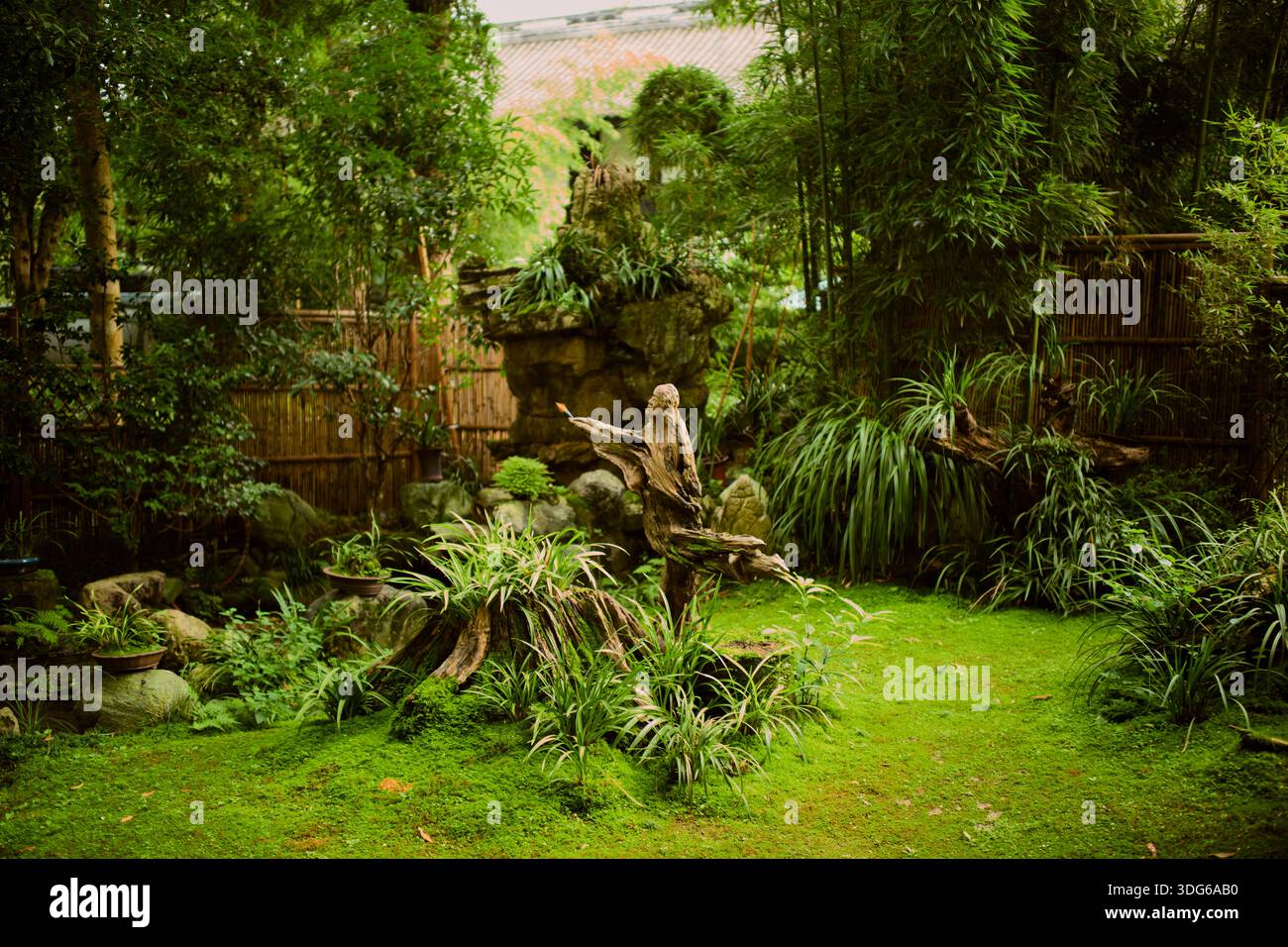 Lush garden with bamboo, rocks, and twisted driftwood centerpiece ...