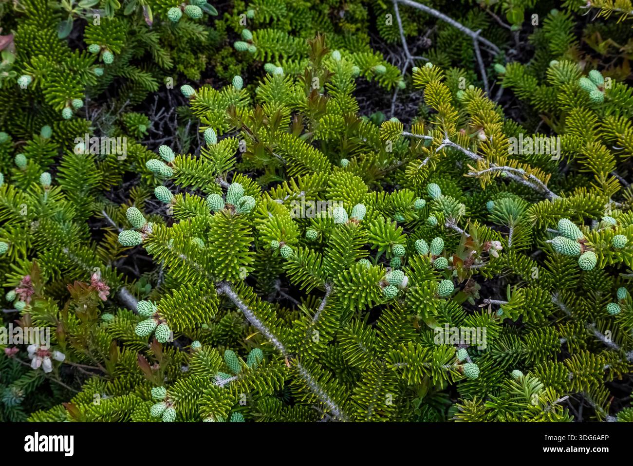 Balsam fir forest newfoundland hi-res stock photography and images - Alamy