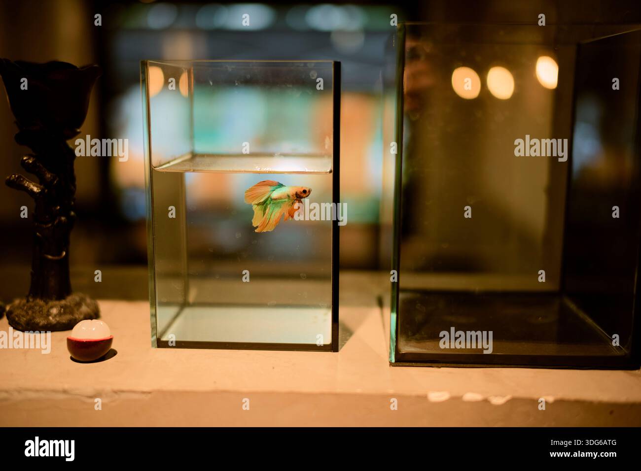 A colorful betta fish swims inside a small glass tank on a shelf beside ...
