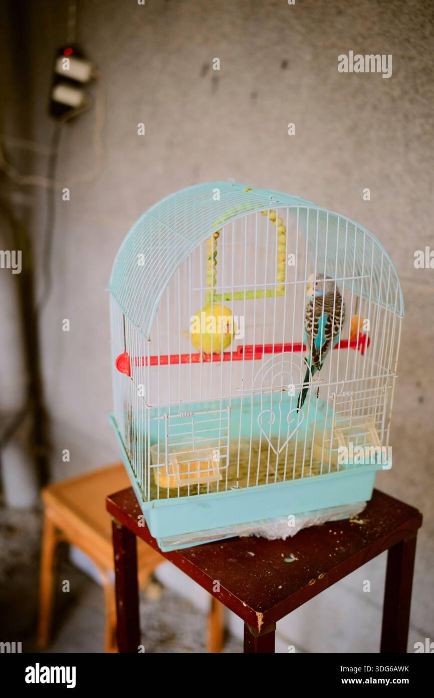 Two birds in a cage sit on a small table against a plain wall indoors ...