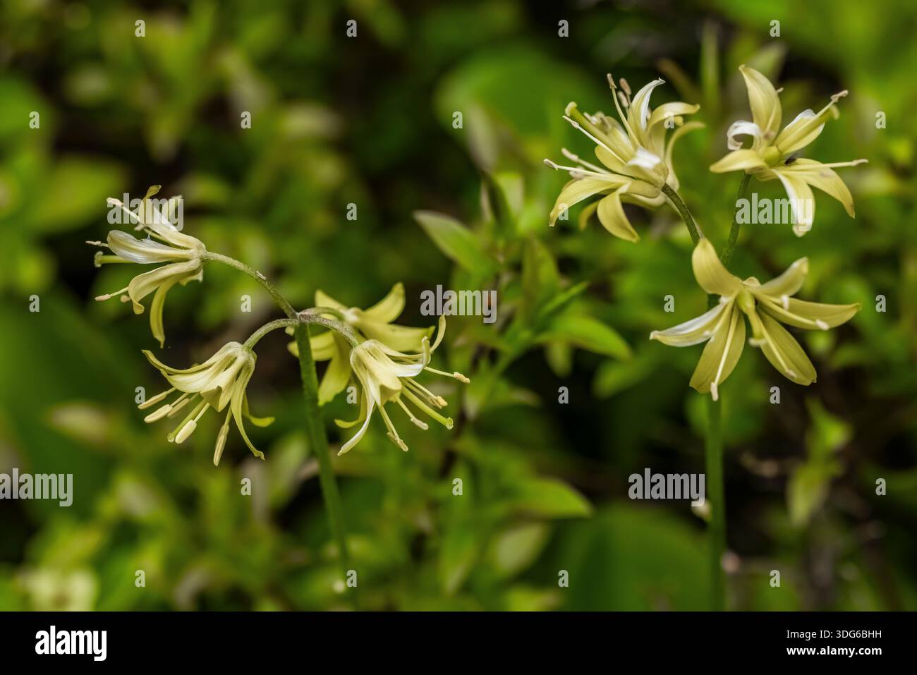 Bluebead Lily, Clintonia borealis, flowering in the barrens above ...