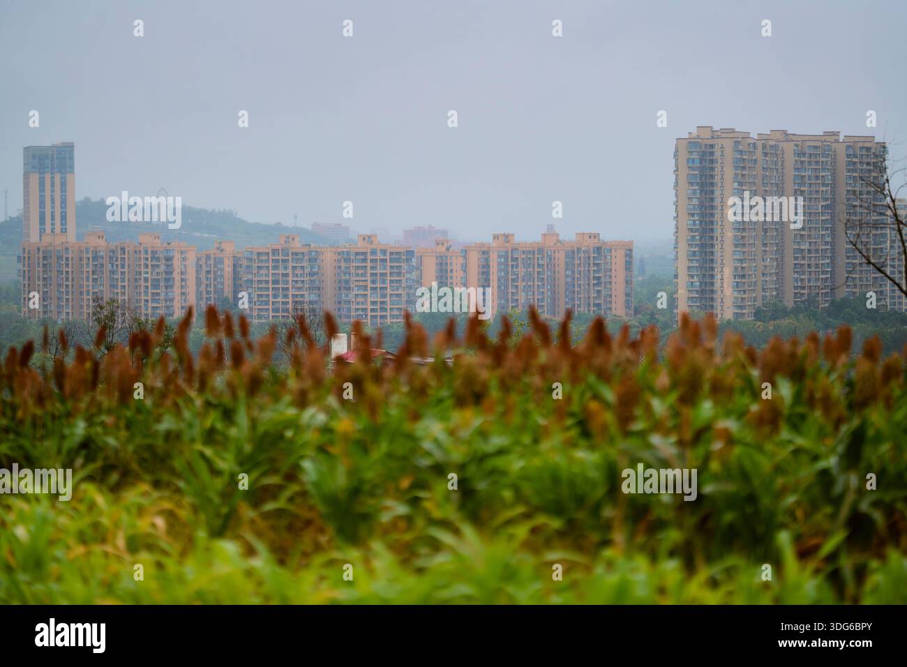 Tall residential buildings rise behind a field of greenery under a gray ...